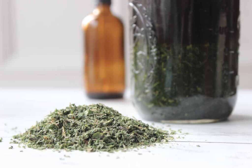 How To Make Stinging Nettle Tincture (Simple Recipe) - Documenting ...