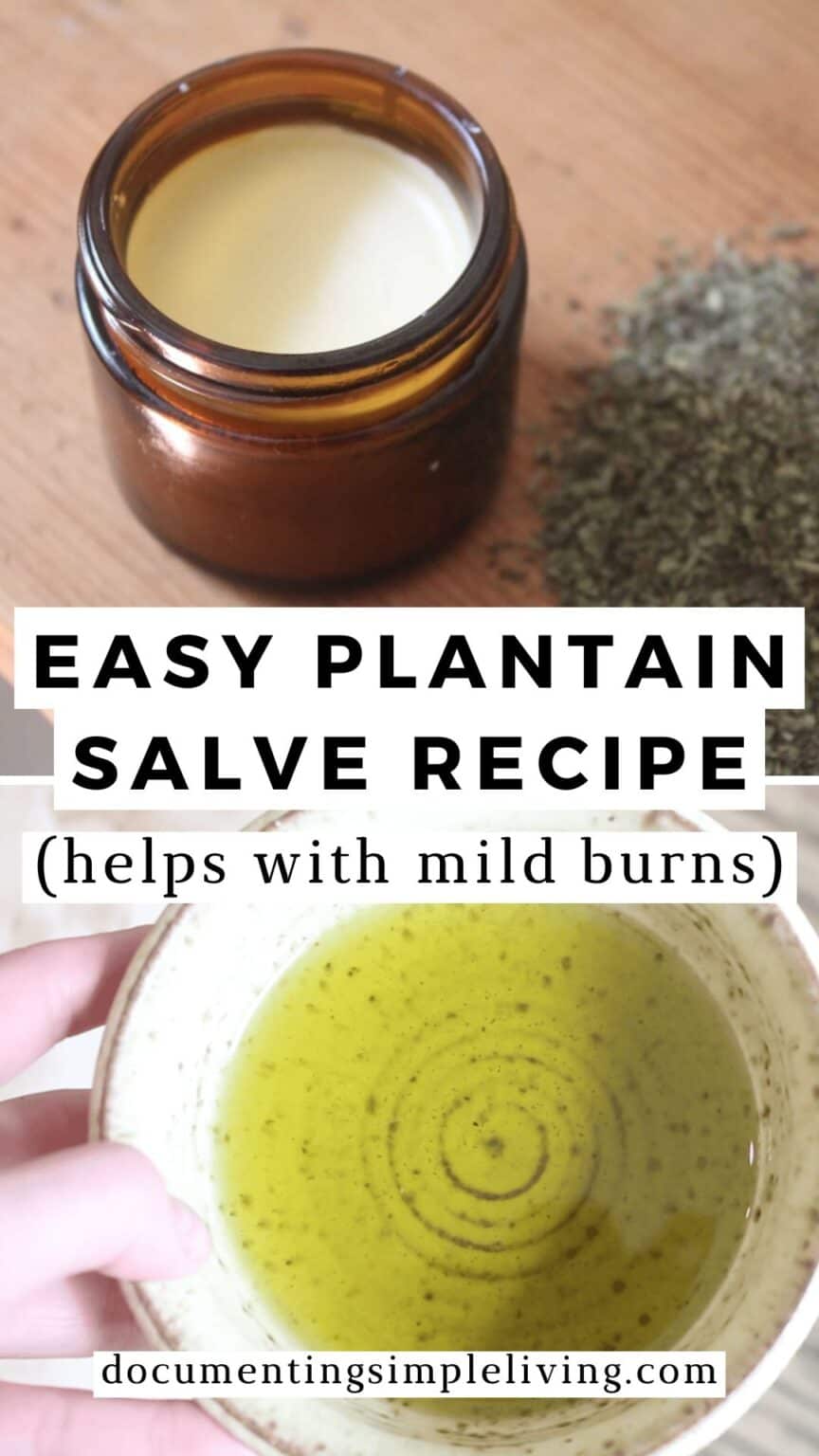 Easy Homemade Plantain Salve Recipe - Documenting Simple Living
